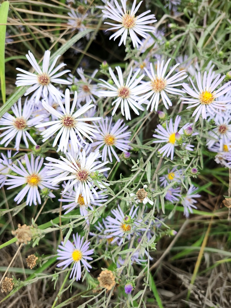Douglas' Aster from Benton County, US-OR, US on September 9, 2025 by ...