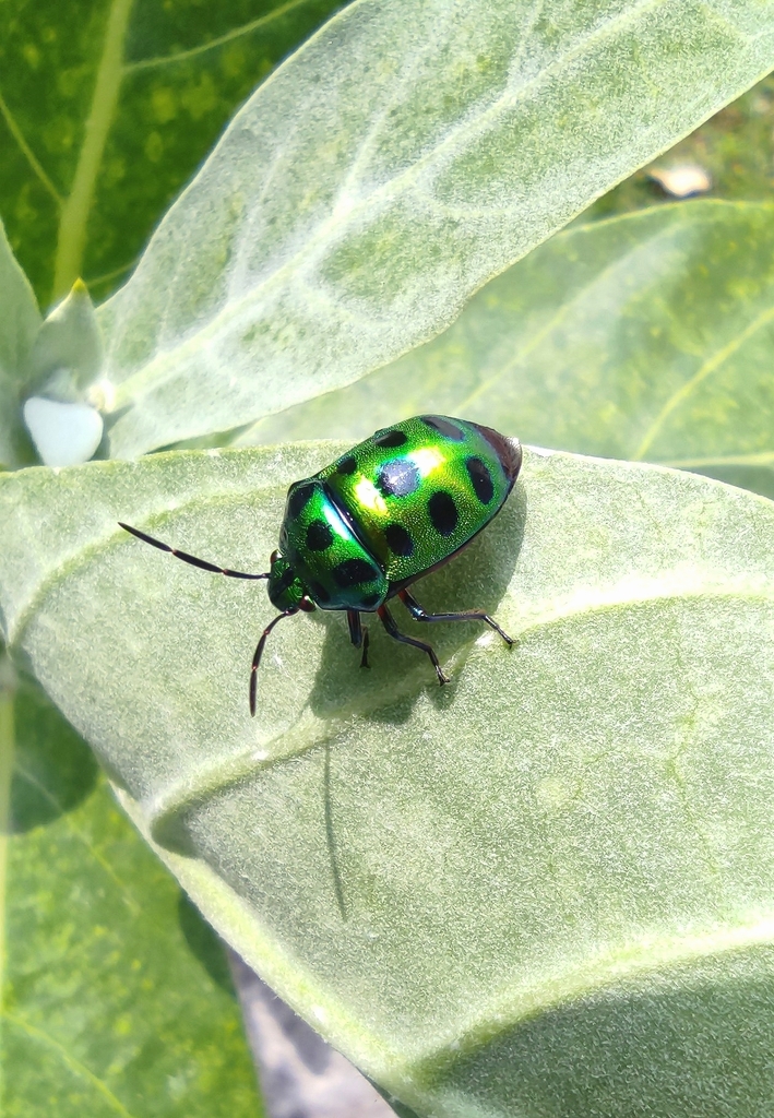Lychee Shield Bug from 218/G28, Kanhaipur, Sulem Sarai, Dhoomanganj ...