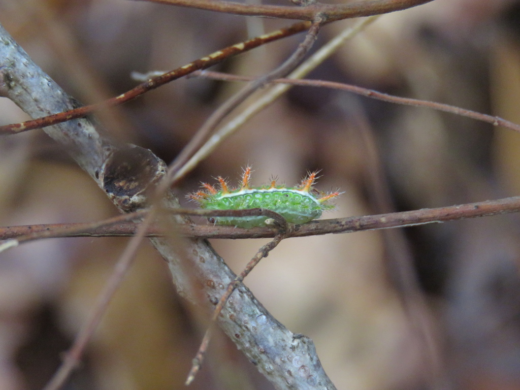 Green Oak-Slug Moth from Hunt County, TX, USA on August 31, 2019 at 03: ...