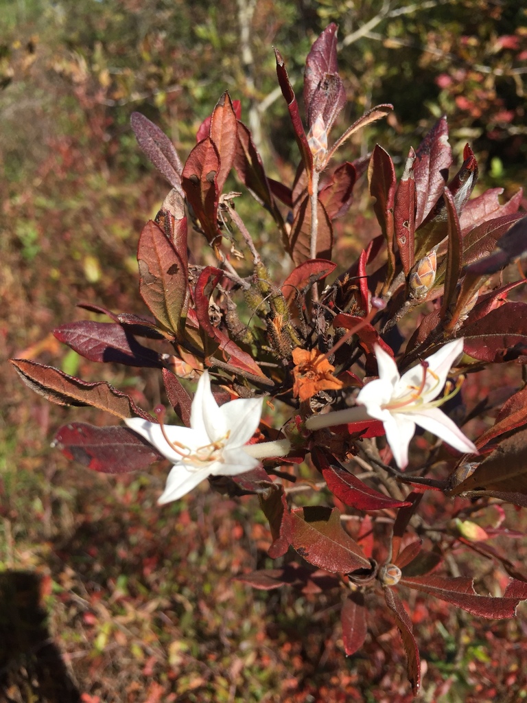 swamp azalea in November 2019 by muckama · iNaturalist