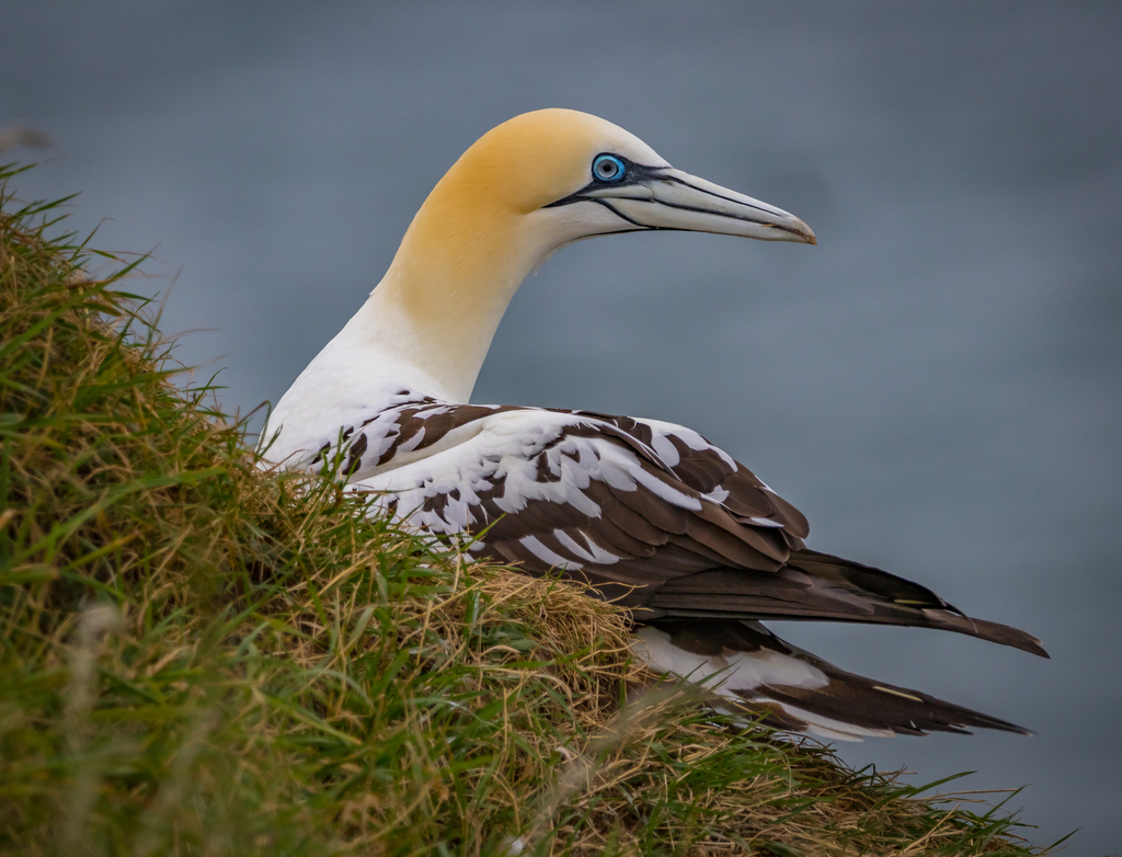 Boobies and Gannets (Sulidae) - Avian Discovery
