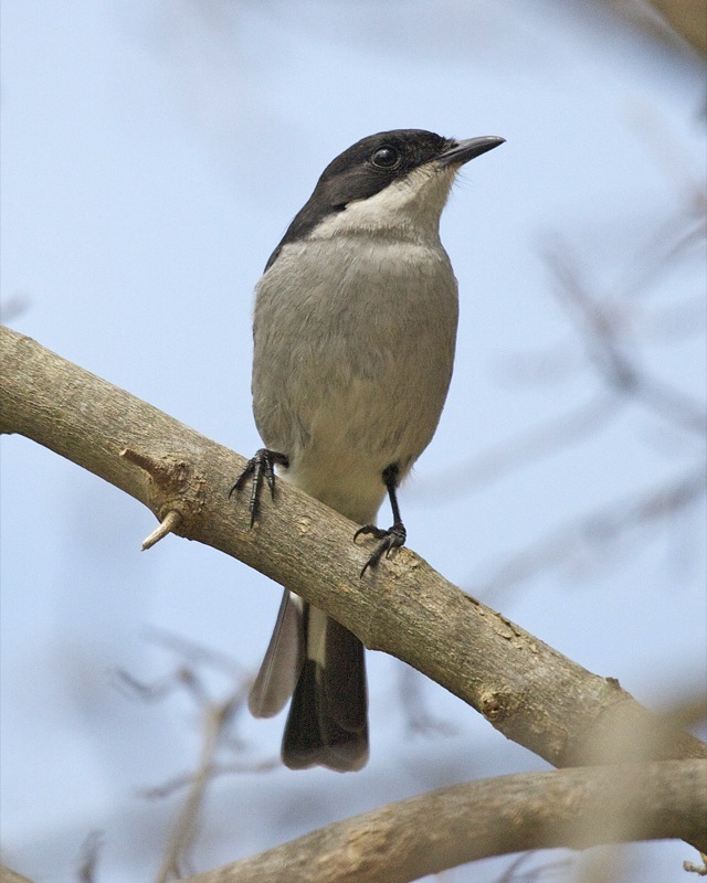 Fiscal Flycatcher (Melaenornis silens) - Avian Discovery