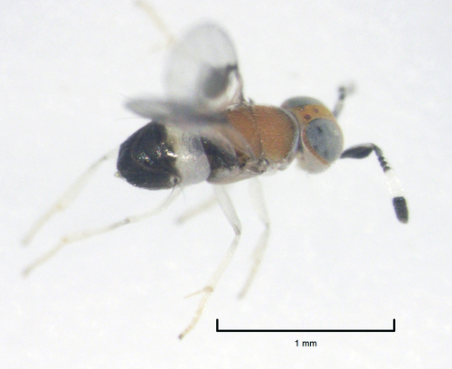 Metaphycus maculipennis · iNaturalist