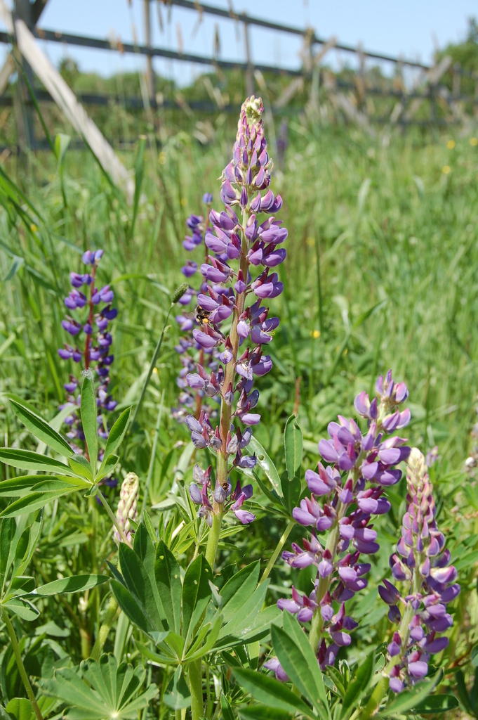 Narrow-leaved Lupin (Aliens of the Cape Peninsula) · iNaturalist