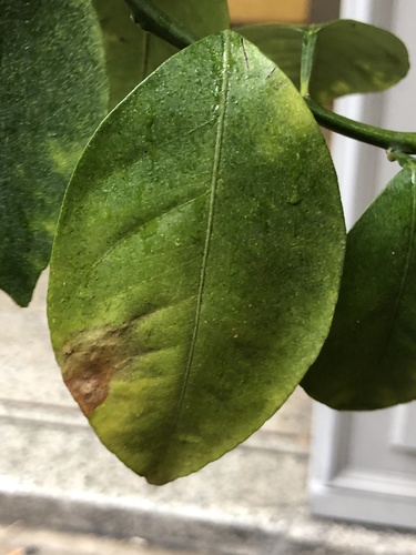 Guignardia citricarpa · iNaturalist