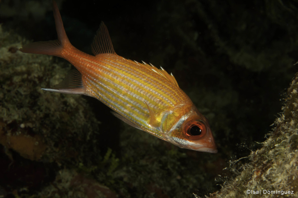 Squirrelfishes and Soldierfishes (Holocentridae) - Marine Life ...