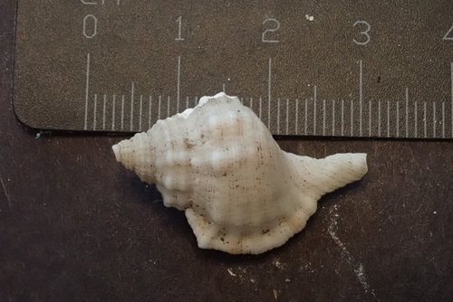 Cymatium pyrum · iNaturalist Mexico