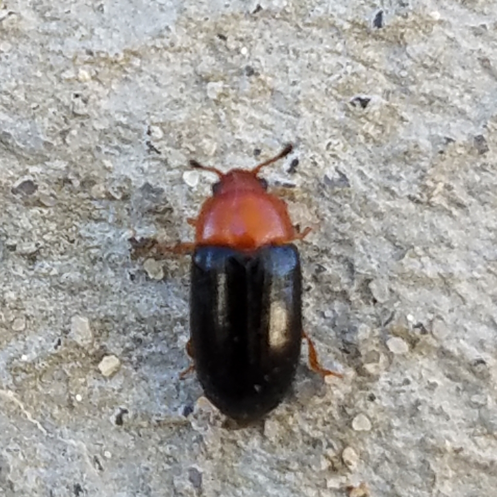 Triplax puncticeps from Wichita Falls, TX 76301, USA on November 18 ...