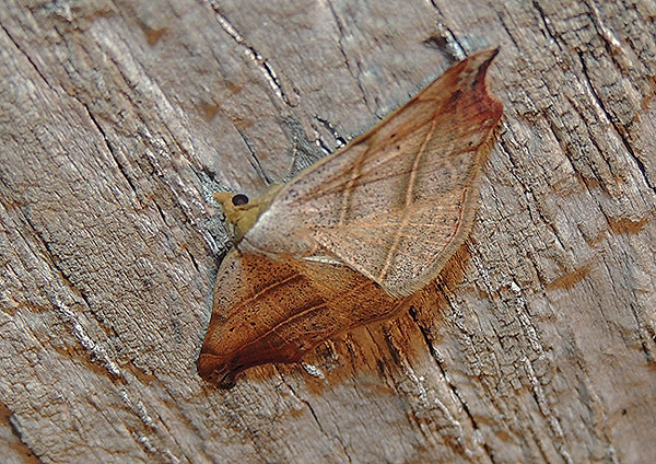 Beautiful Hook-tip from Provincia di Pavia, Italia on June 9, 2019 at ...