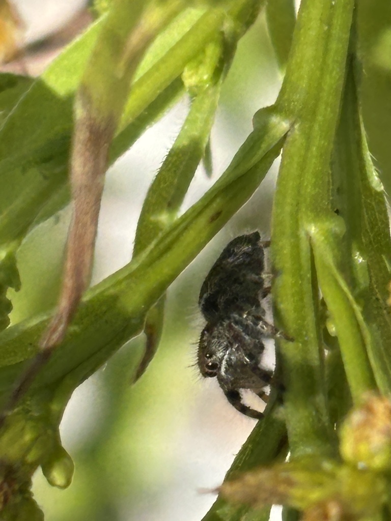 Phidippus from Spring Hill, Somerville, MA, USA on September 9, 2025 at ...