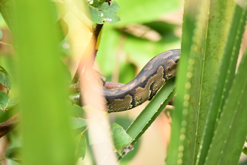 Common Pythons (Python) - Snakes and Lizards