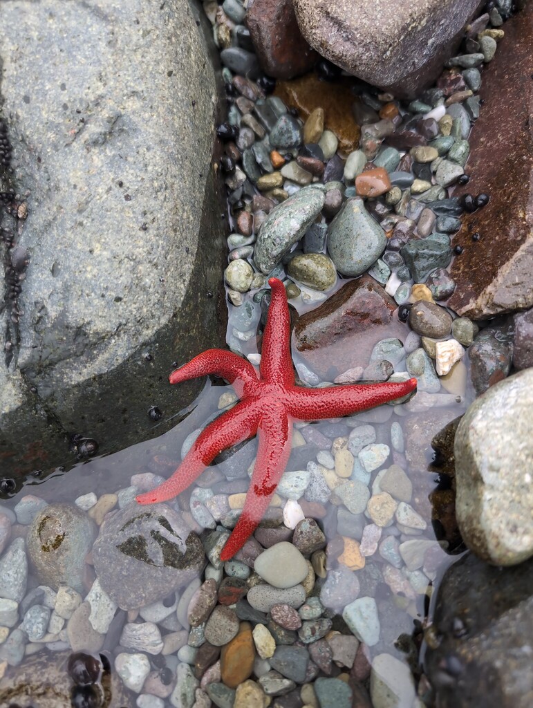 Blood Stars from Unalaska, AK, USA on September 6, 2025 at 01:34 PM by ...