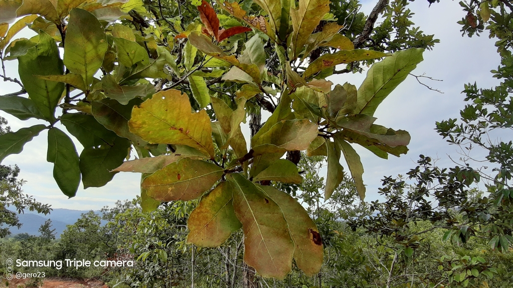 Quercus glaucescens from Santa María Chimalapa, Oax., México on November 18, 2019 at 08:25 AM by ...