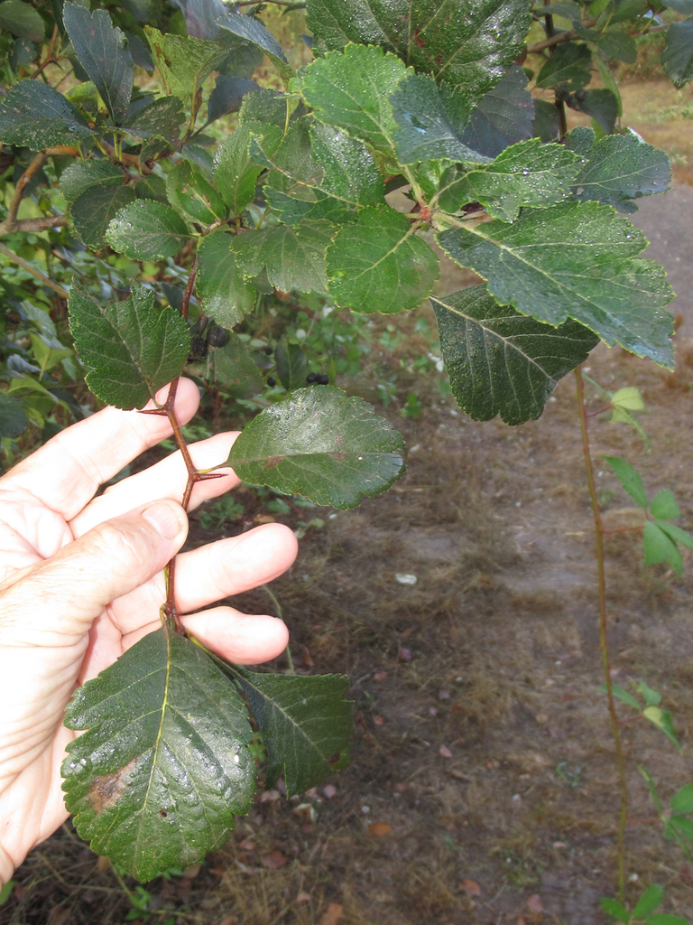 Black Hawthorn (Handbook for the Native Trees of Oregon) · iNaturalist