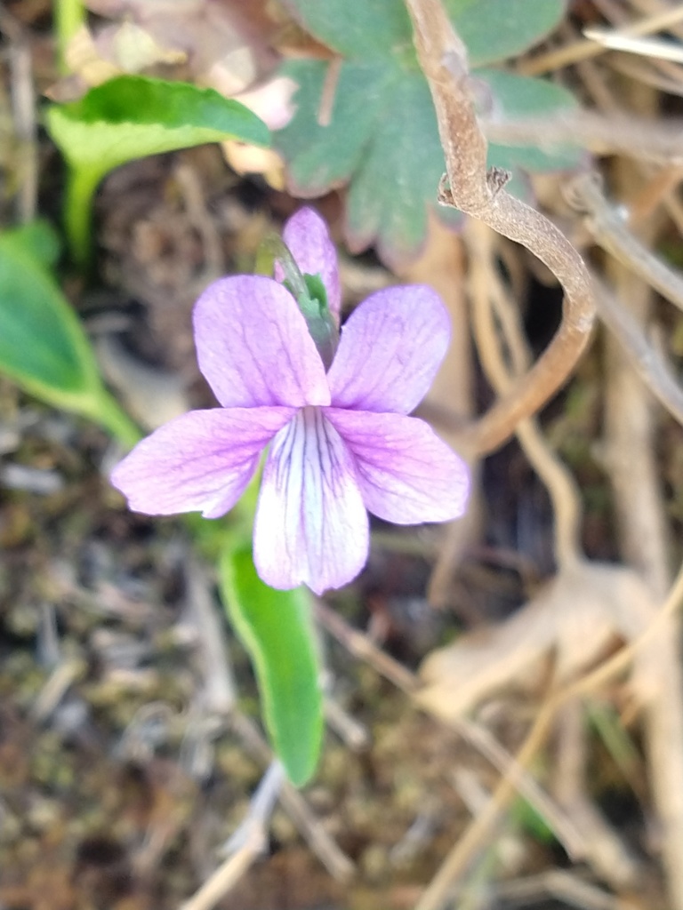 Japanese Violet (Viola japonica) - Botanical Realm