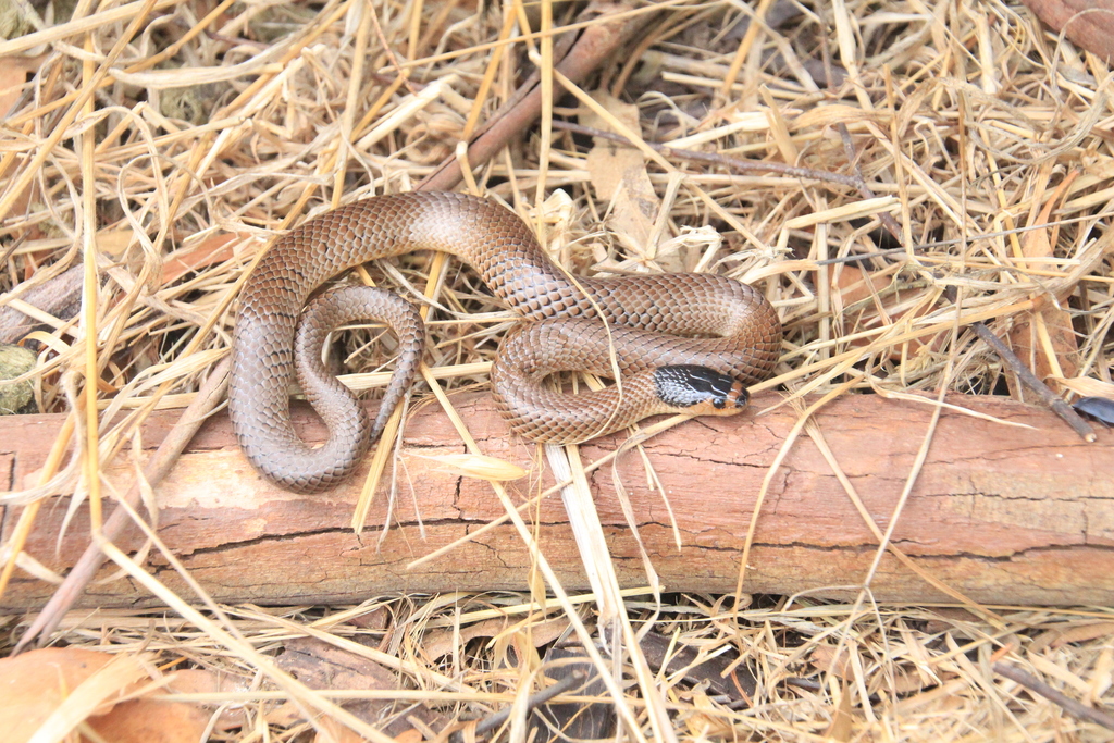Little Whip Snake from Pirron Yallock VIC 3249, Australia on October 11 ...