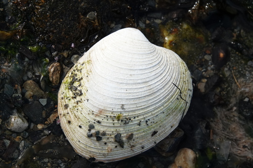 Ring Clam (Eurhomalea exalbida) · iNaturalist