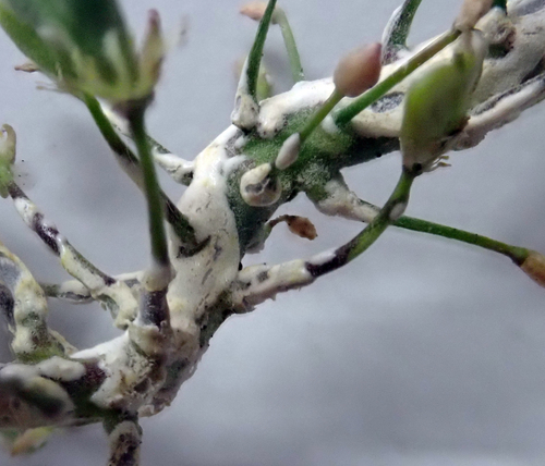 White Rust (Albugo candida) · iNaturalist