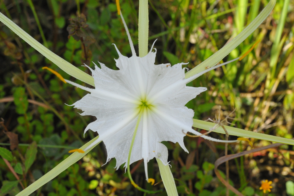 Alligator lily from Miami-Dade County, FL, USA on November 6, 2019 at ...