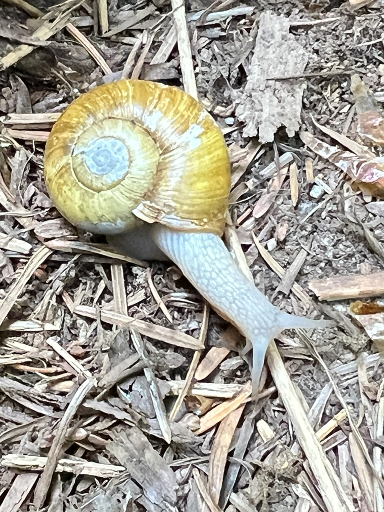 Robust Lancetooth Snail from Hoopa, CA, US on May 20, 2024 at 12:42 PM ...