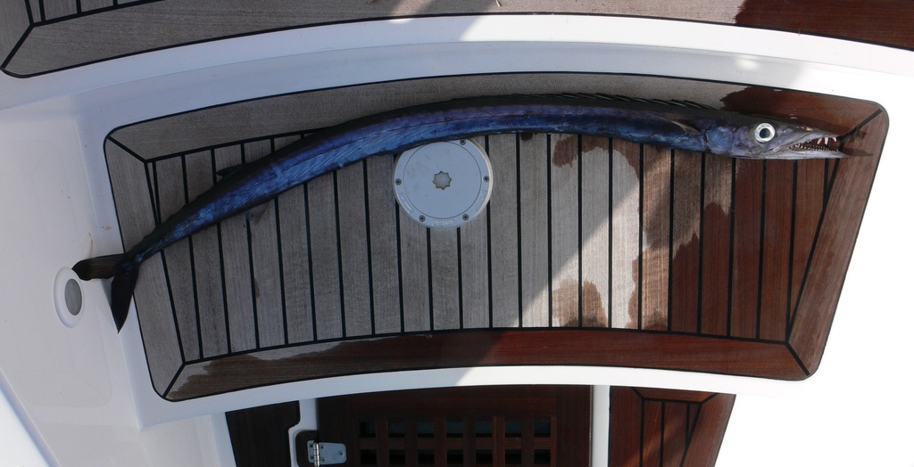 Snake Mackerel from Atlantic Ocean on December 2, 2005 at 06:34 AM by ...