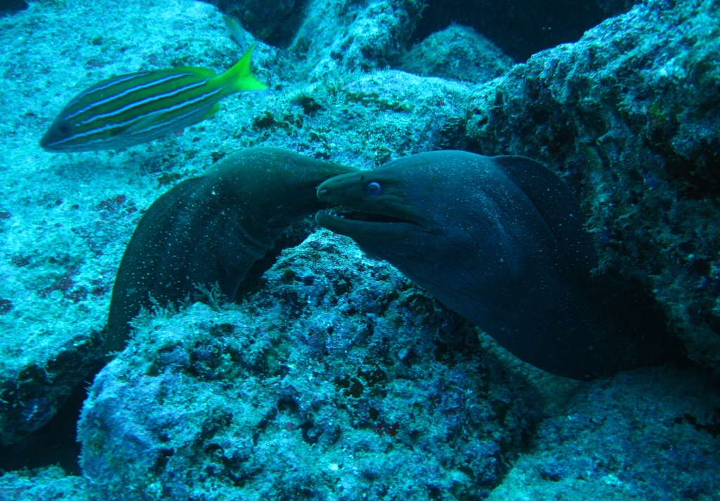 Fine-spotted moray from Cocos Island, Cost Rica on June 30, 2009 at 04: ...