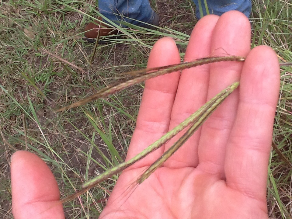 Angleton Bluestem (Invasive Species of Texas) · iNaturalist