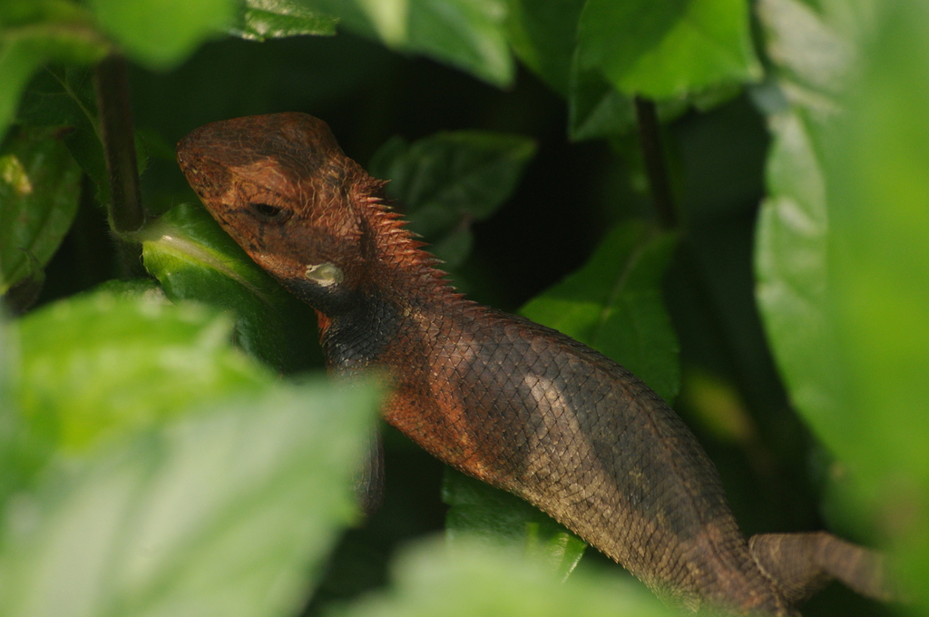 Calotes wangi wangi from Haizhu, Guangzhou, Guangdong, China on April ...