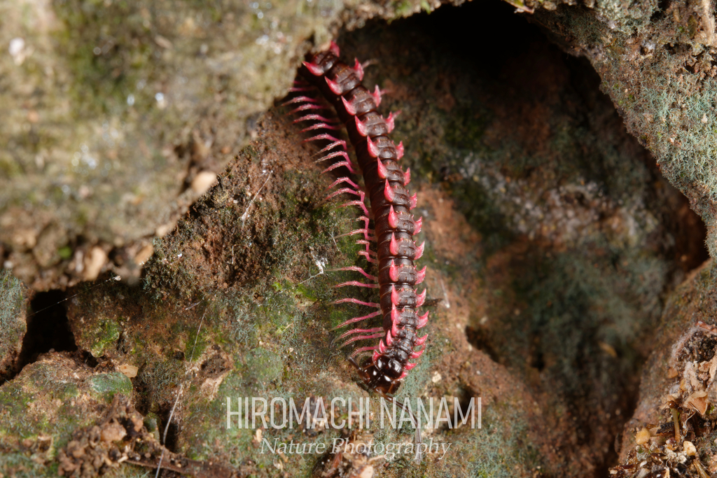 Desmoxytes planata from 中国云南省西双版纳傣族自治州景洪市 on September 12, 2025 at 04: ...