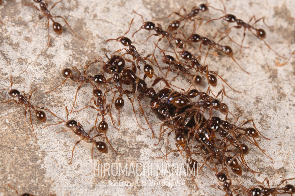 Currax-group Raider Ants from 中国云南省西双版纳傣族自治州景洪市 on September 12, 2025 ...