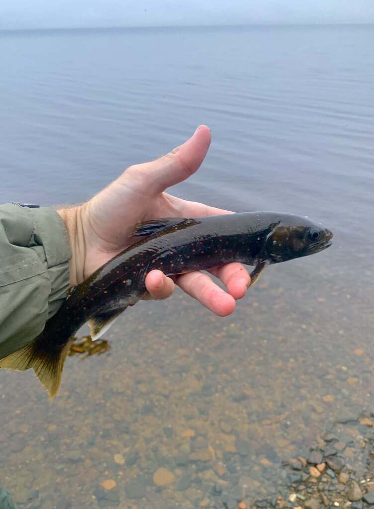 White Char (Salvelinus albus) - Marine Life Identification