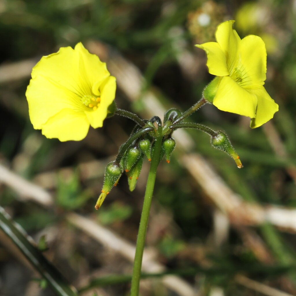 Bermuda buttercup from Melkbosstrand, Cape Town, 7437, South Africa on ...