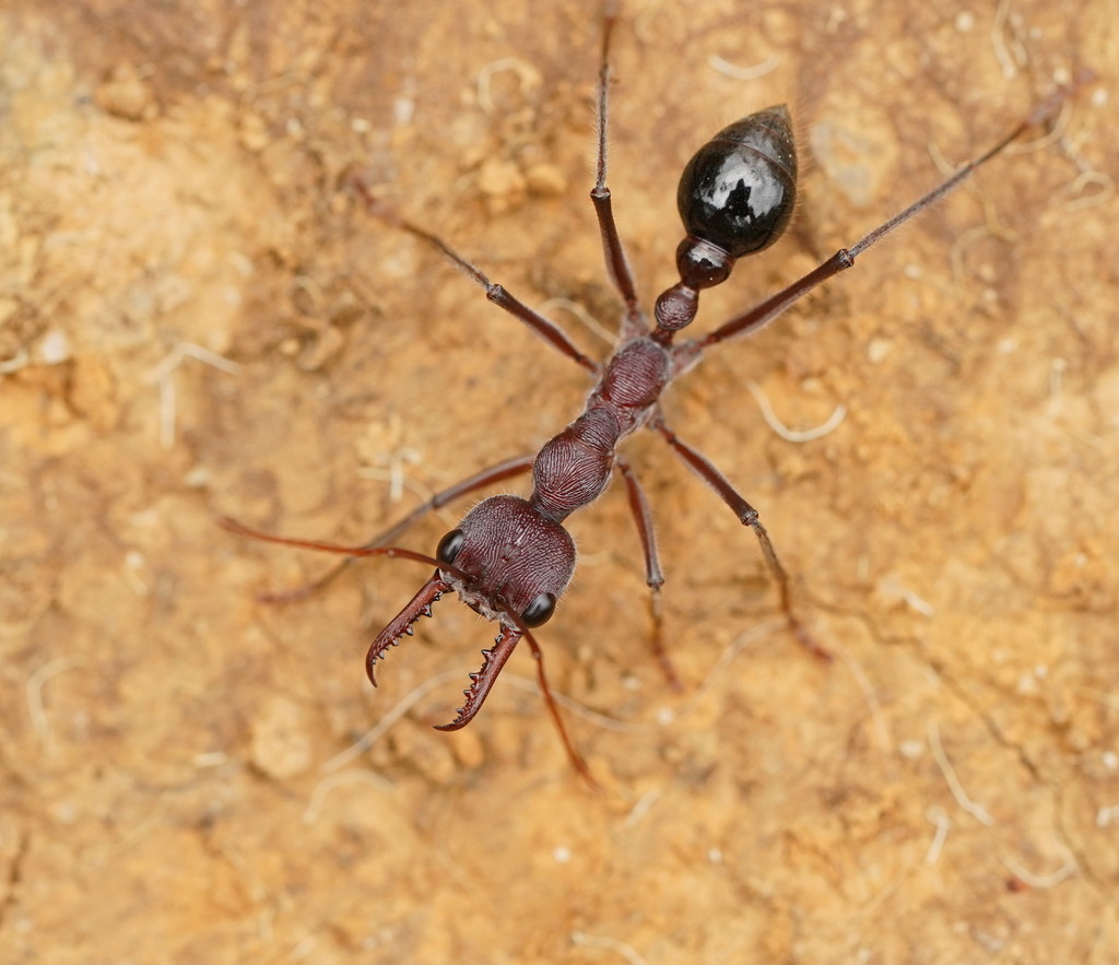 Australian Red Bull Ant from Tynong North VIC 3813, Australia on ...