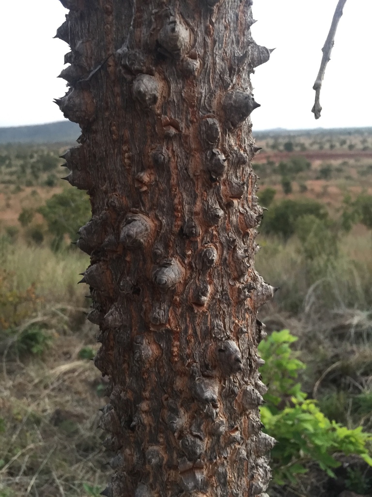 red kapok tree (Bombax costatum) - Botanical Realm