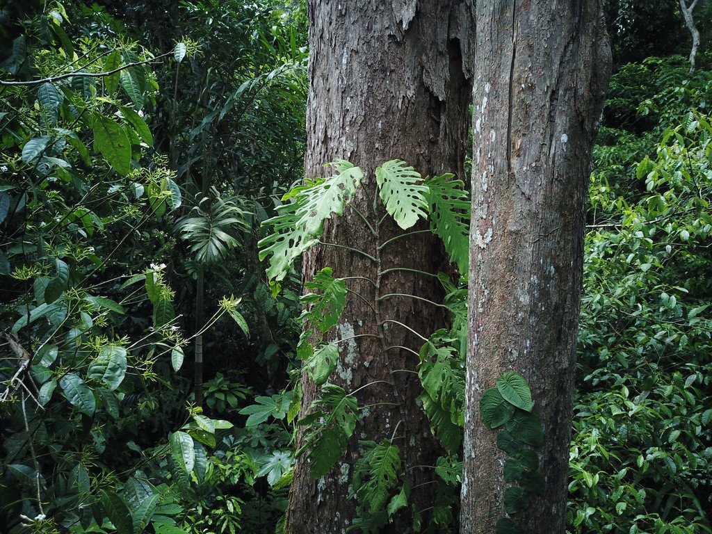 shingles plant from Panamá Oeste, Panama on May 25, 2019 at 11:34 AM by ...