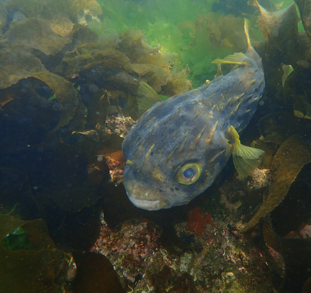 Globefish (Diodon nicthemerus) - Marine Life Identification
