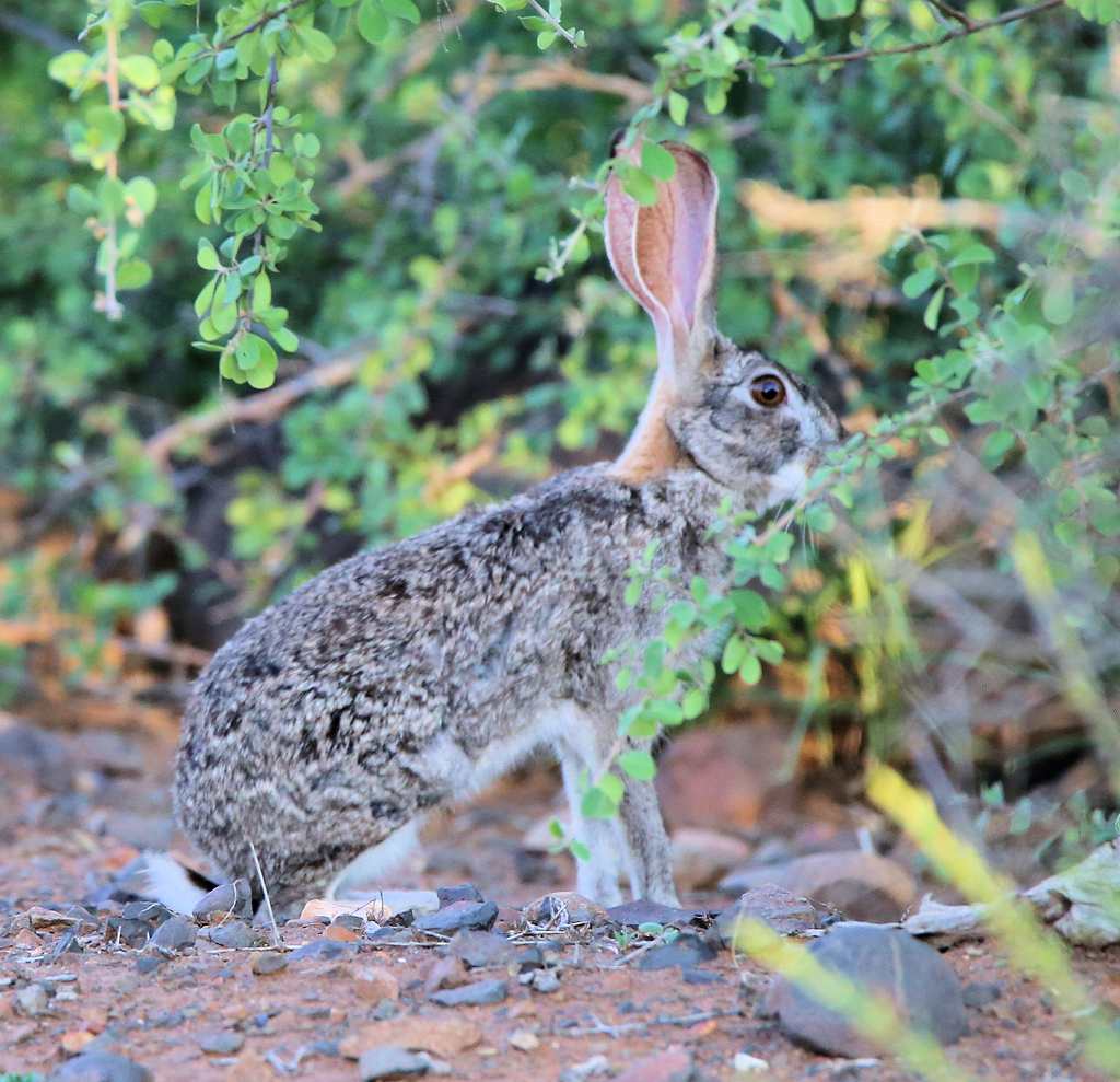 Scrub Hare from Mopani, South Africa on January 05, 2019 at 03:56 PM by ...