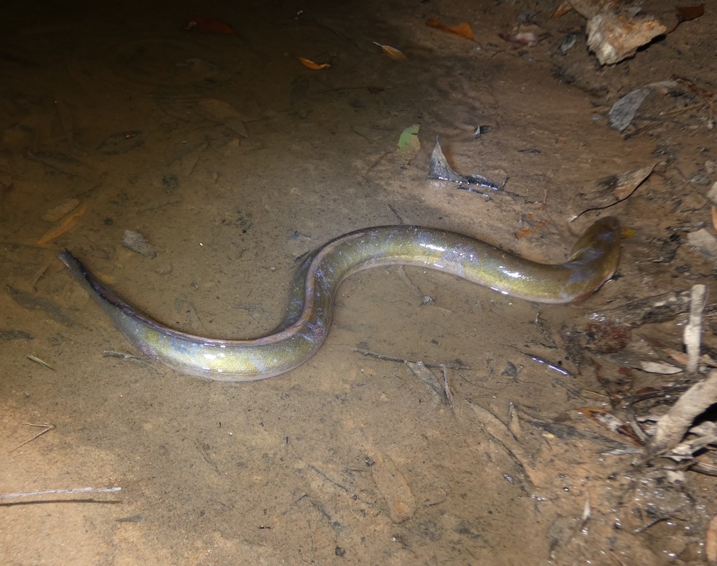 Short-finned Eel from Talegalla Weir QLD 4650, Australia on November 19 ...