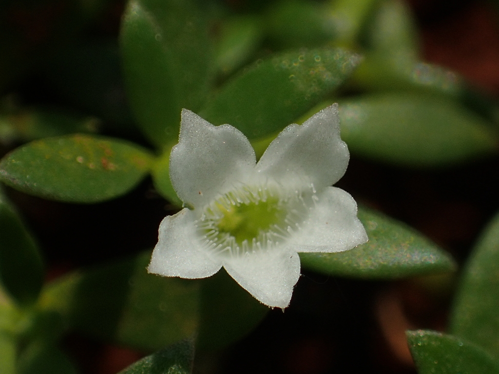 dentella (Logan RE 12.2.7 Flora) · iNaturalist