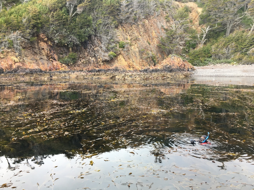 Giant Kelp from Antártica Chilena, CL-MA, CL on November 11, 2019 at 09 ...