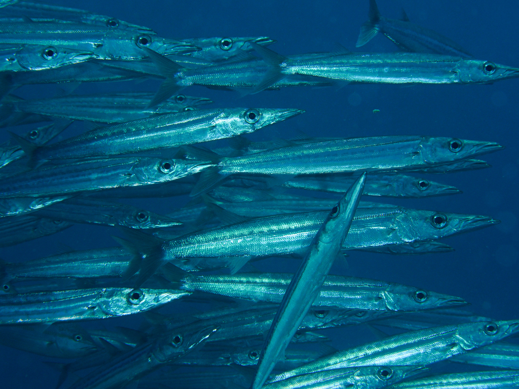 Northern Sennet (Sphyraena borealis) - Marine Life Identification
