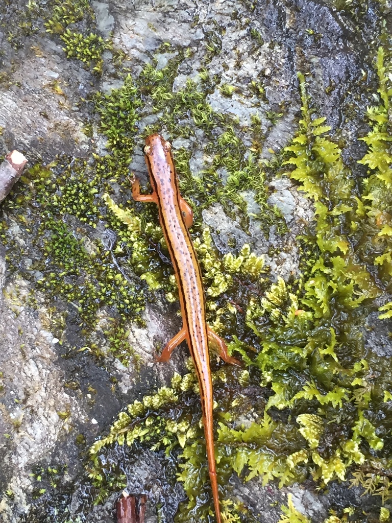 Blue Ridge Two-lined Salamander in April 2015 by ethanroyal · iNaturalist