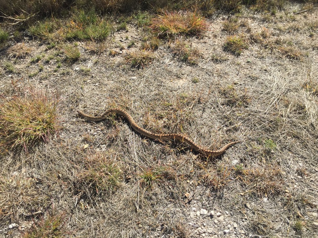 Gopher Snake in November 2015 by ethanroyal · iNaturalist
