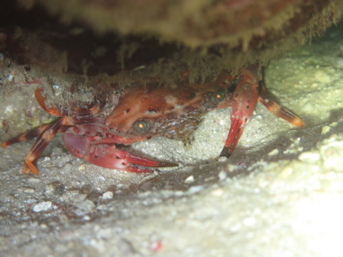 Charybdis paucidentata · iNaturalist