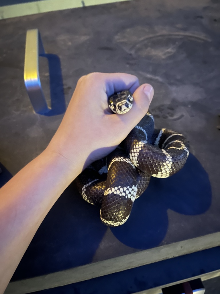 California King Snake from S Butte Rd, Yuba City, CA, US on May 9, 2025 ...