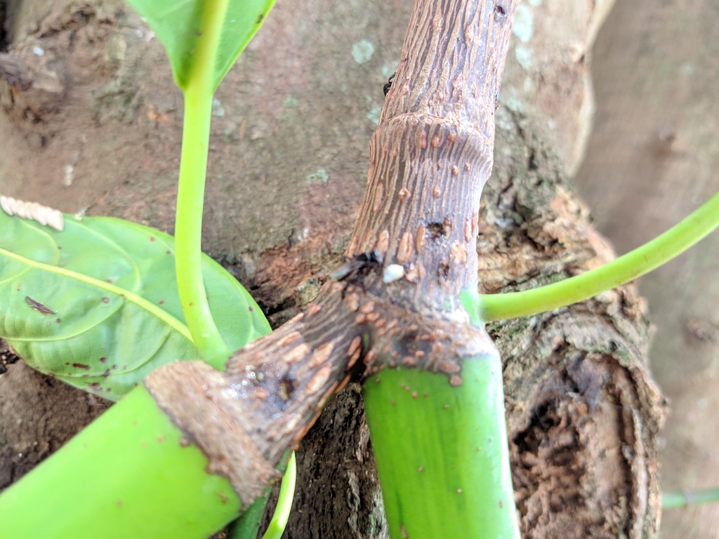 Scaura longula from Ituiutaba - MG, Brasil on November 17, 2019 at 10: ...