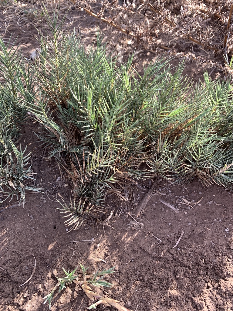Saltgrass from Franklin Creek, Carpinteria, CA, US on November 19, 2019 ...