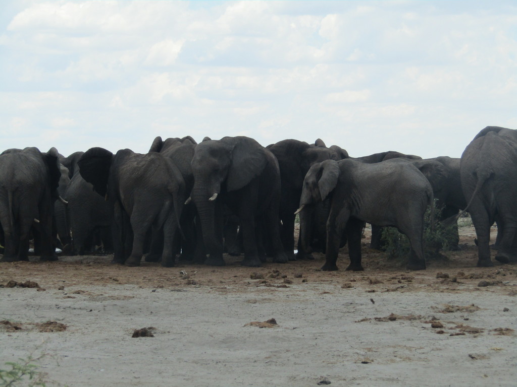 Savannah Elephant in November 2019 by Mathubadifala. 100 at a water ...