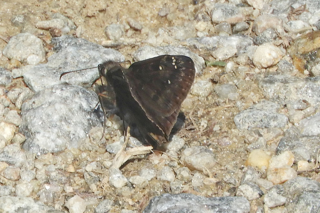 Horace's Duskywing from Woodbridge, VA 22191, USA on September 12, 2025 ...