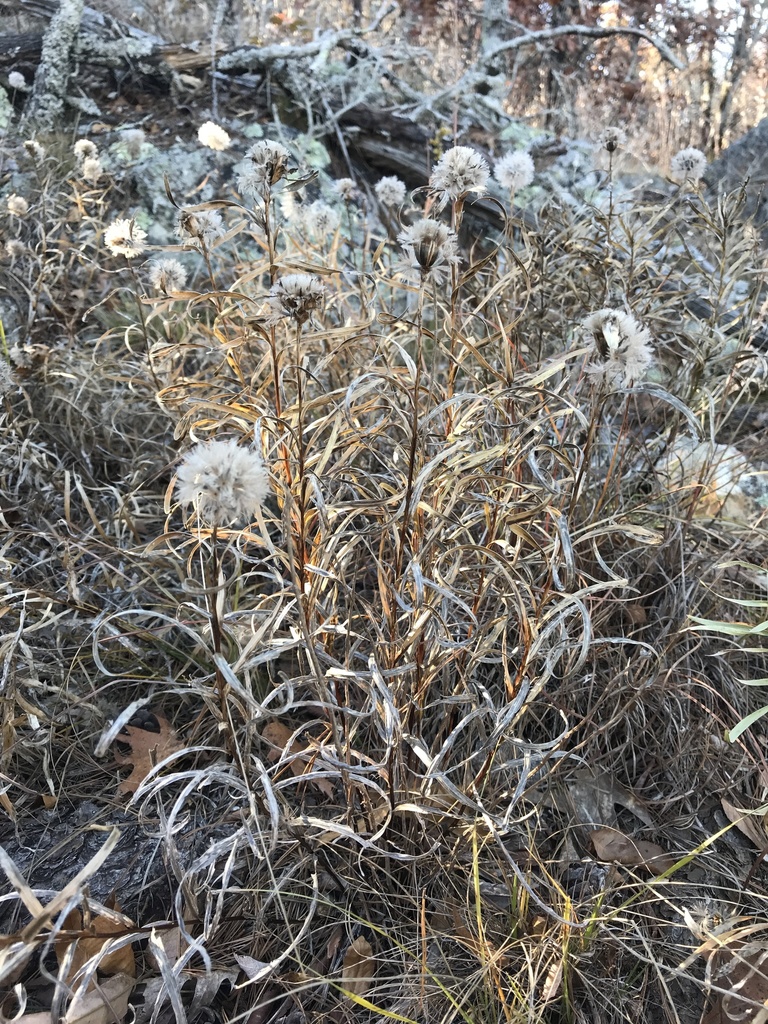 Ouachita blazing star (Liatris compacta) - Botanical Realm